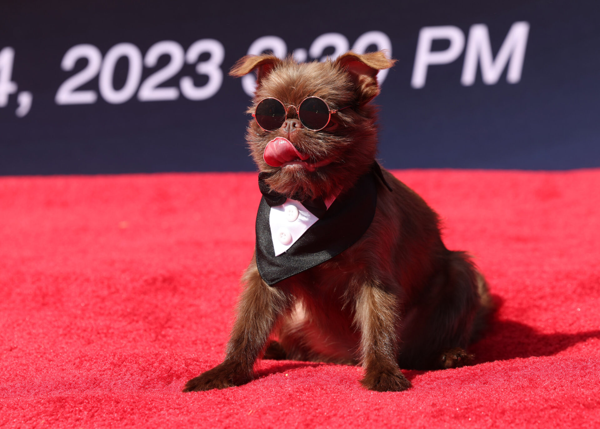 Paw Patrol Breaks World Record For Having Most Dogs Attending A Film ...