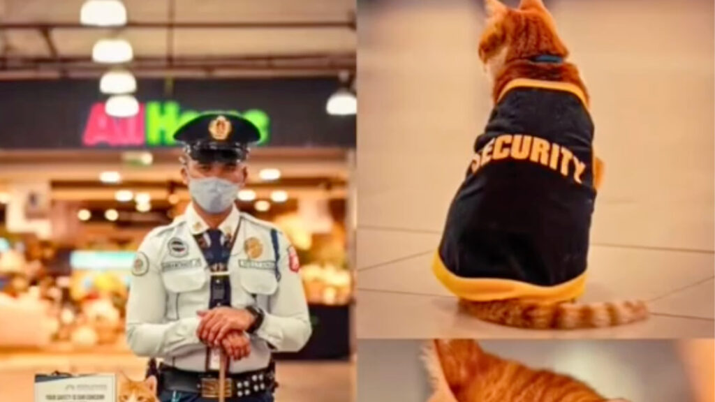 Stray To Savior: How Conan The Cat Restored Joy At The Worldwide ...