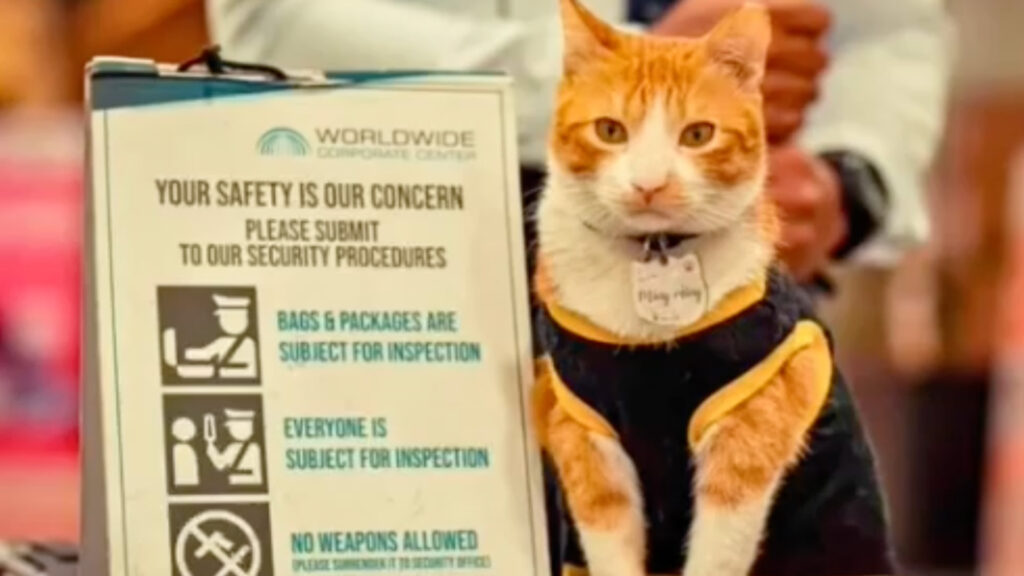 Stray To Savior: How Conan The Cat Restored Joy At The Worldwide ...